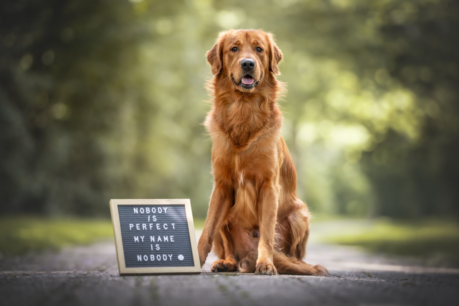 Deckrüde Dark Golden Sabiano - Golden Retriever